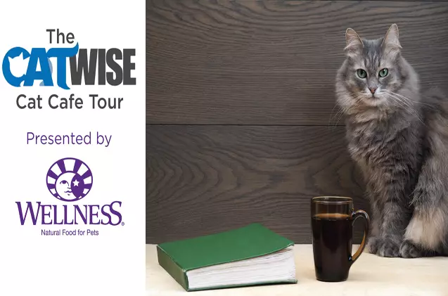 Pisici și cafea: Turul CatWise Cat Café