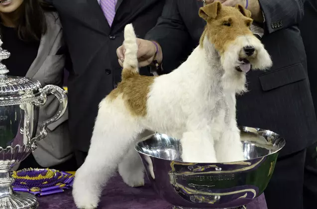 Le Fa'aaliga Sili Fa'amatalaga Fa'amatalaga e uiga i le Westminster Dog Show 7528_1