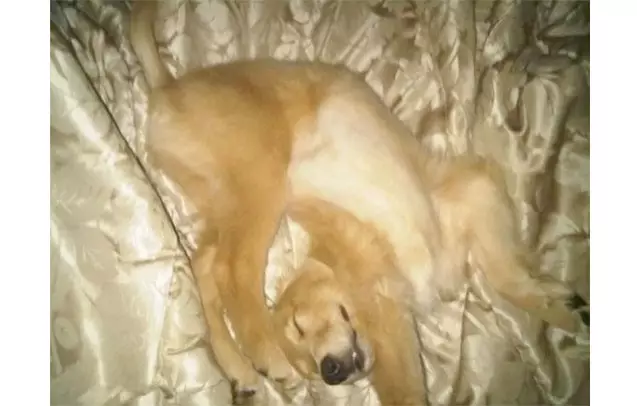 8SleepingGoldenRetreiver