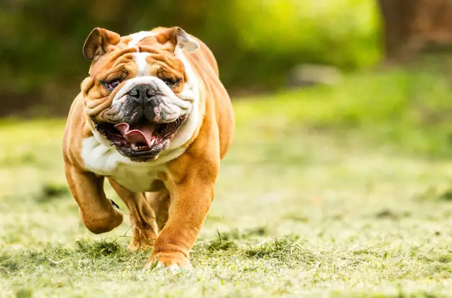 Top 10 des races de chiens les plus stupides 7612_1