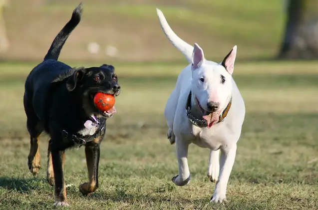 Nazari Ya Nuna Wuraren Wuta Don Pooches Suna Jagoranci Kunshin A Ci Gaba 7808_1