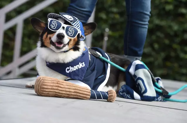 Petco's Dog Days Of Summer Hit Home Runs in San Diego 7819_1