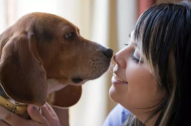 Studie: Att vara människans bästa vän kan skrivas i hundars gener 7892_1