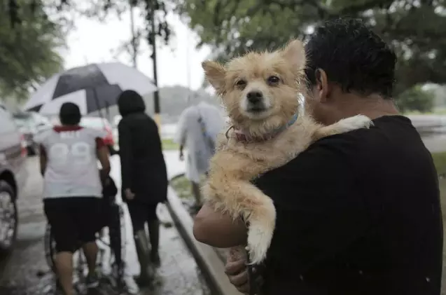 Die Suche nach Rover hilft, die Haustiere des Hurrikans Harvey wieder mit ihren Familien zu vereinen