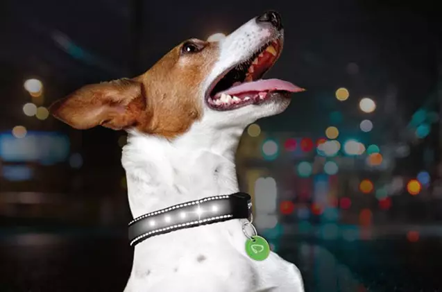 DynaDog Collar ug Amazon Partner alang sa First Motion-Powered LED Collar 8071_1