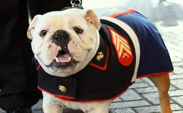 Umubiri wa Bulldog Ukuri: Bulldogs ni mascots ikunzwe