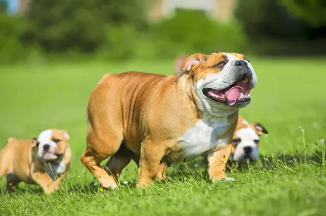 Faits Bodacious Bulldog: Les bouledogues naissent par césarienne