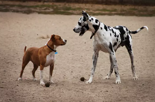 6 Pareum-Leash Tips Pikeun The Dog Park 8279_1