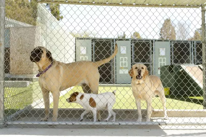 Kebaikan Dan Keburukan: Kennel Asrama Anjing lwn Asrama Dalam Rumah 8305_1