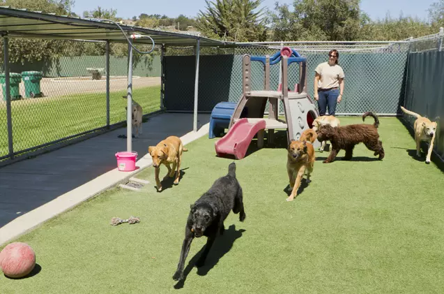 Doggie Daycare-de näme gözlemeli 8310_1