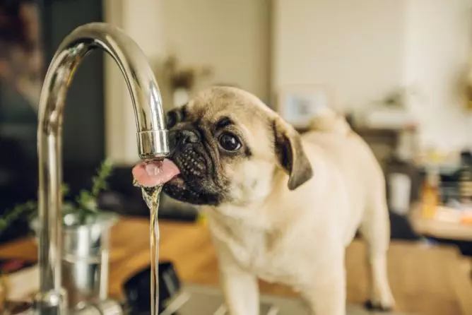 私の犬は十分な水を飲んでいますか？ 8437_1