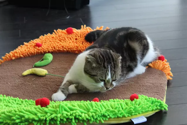 Review Product: Taco Meoow Cat Bed