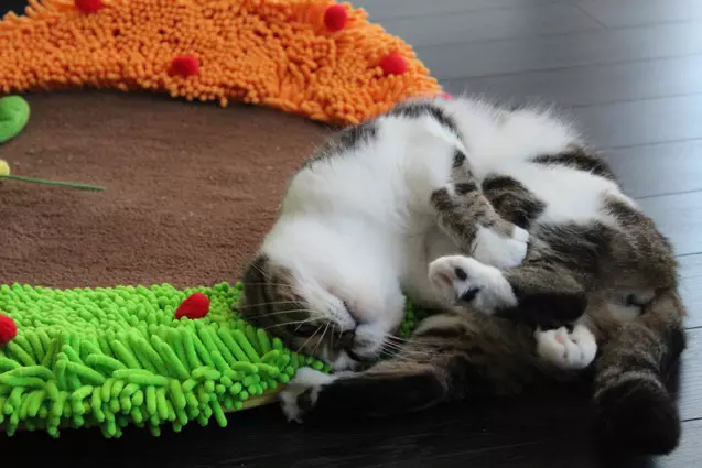 Review Product: Taco Meoow Cat Bed