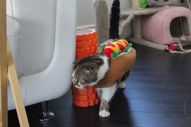 პროდუქტის მიმოხილვა: Taco Meoow Cat Bed