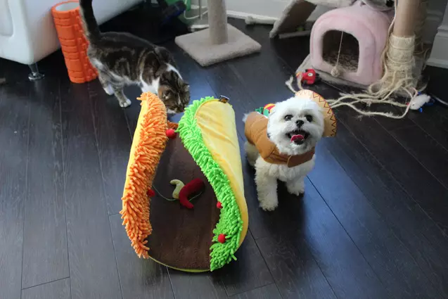 Produkta apskats: Taco Meoow kaķu gulta