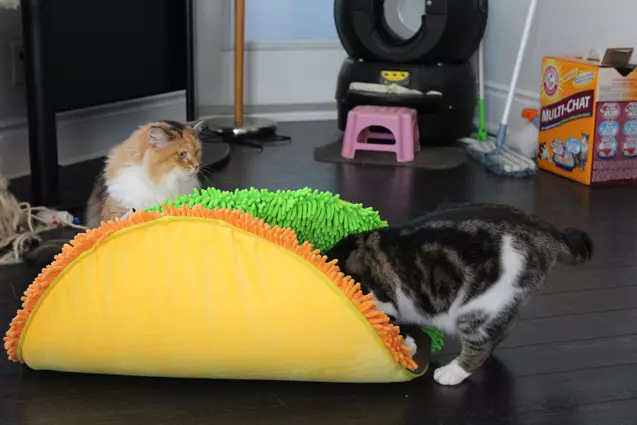 Tlhahlobo ea Sehlahisoa: Taco Meoow Cat Bed