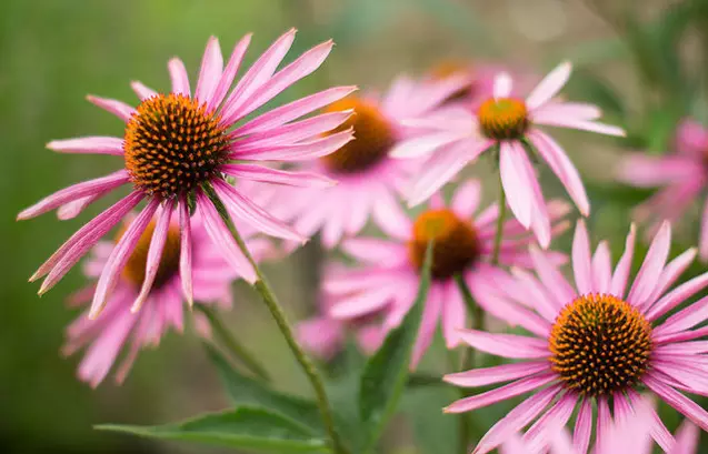 itler üçin echinacea-howpsuz