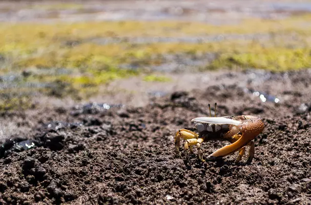 Et sents crabby? 8497_1