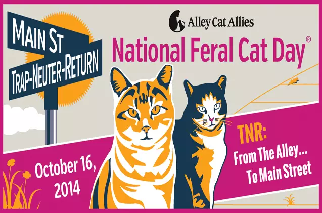 Helpwch i Ddathlu #FeralCatDay Cenedlaethol Ar Hydref 16 Gyda Jackson Galaxy [Fideo] 8501_1