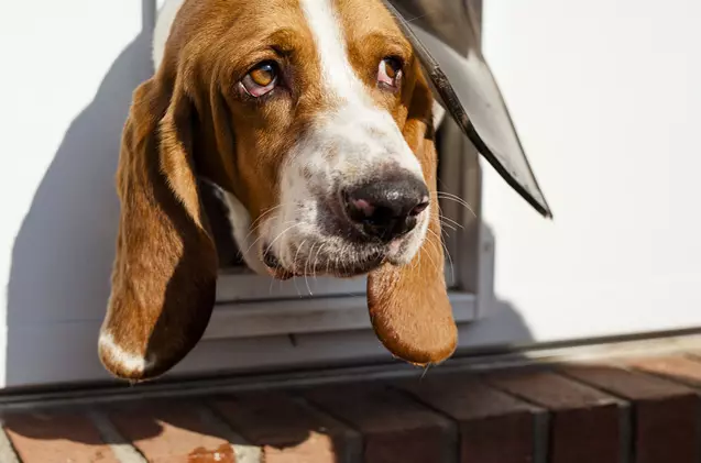 Lawatan Rumah: Bahagian Penting Dalam Mengangkat Anjing 8589_1