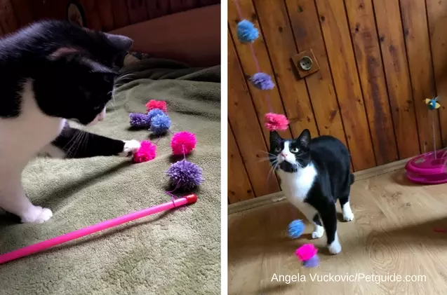 Katzen brauchen Spielzeug und Spielzeit, um glücklich, gesund und gut sozialisiert zu sein.