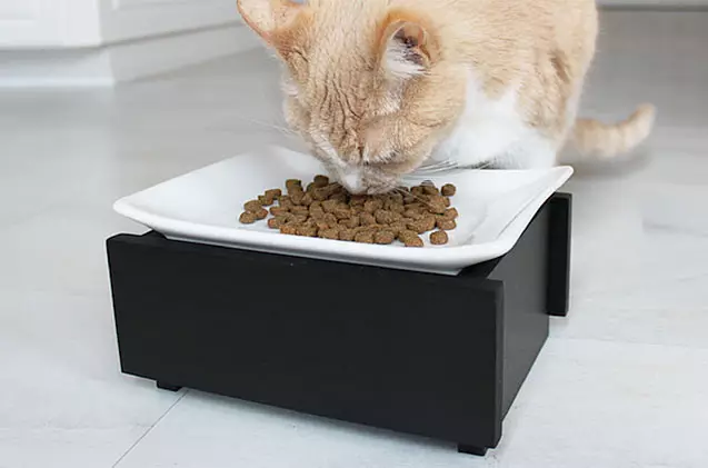 Aristo-Pişikiniz üçün Nəcib Yeniliklər: Fancy Cat Bowl