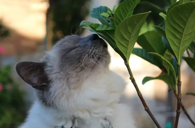 5 façons de passer au vert avec votre chat 8655_1