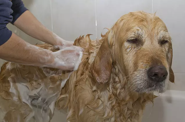 Chien pulvérisé par Skunk ? Voici ce qu'il faut faire !