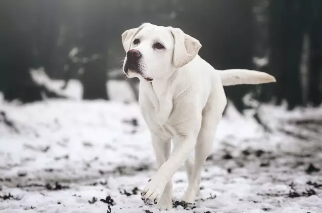 Kanada'da Üretilen En İyi 6 Köpek Irkı 8755_1