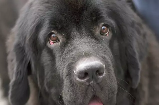 Kanada'yı eve çağıran 7 harika köpek ırkı.