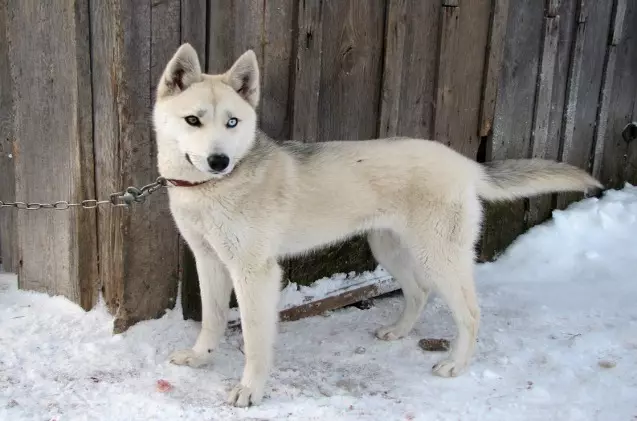 Kanada'yı Yuvaya Çağıran 6 Büyük Köpek Irkı