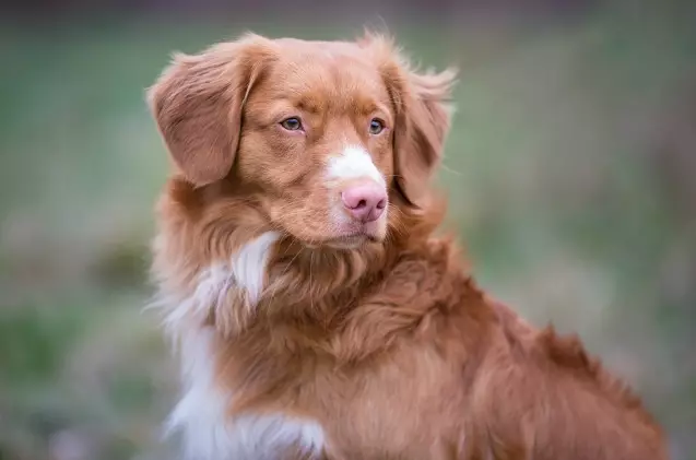 7 Pórtha Madra Móra a ghlaonn Ceanada Abhaile