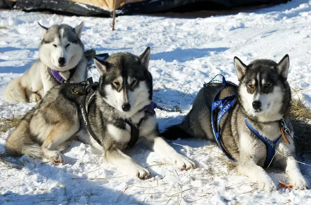 Kanada'yı Yuvaya Çağıran 7 Büyük Köpek Irkı