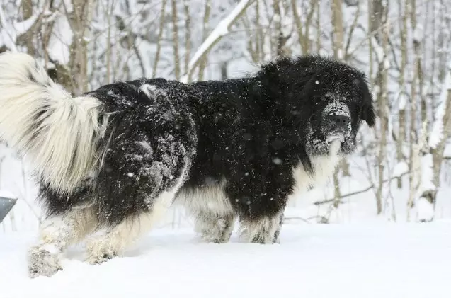 7 Pórtha Madra Móra a ghlaonn Ceanada Abhaile