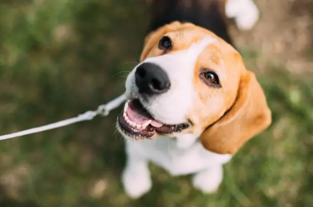 Las 10 mejores razas de perros que viven más tiempo 8789_2