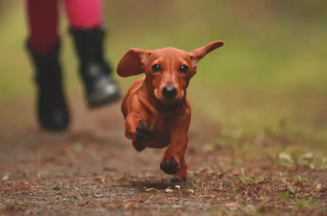 Las 10 mejores razas de perros que viven más tiempo 8789_8