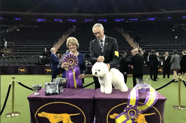 Bichon Frise najlepszym psem na wystawie Westminster Dog Show 2018 8851_1