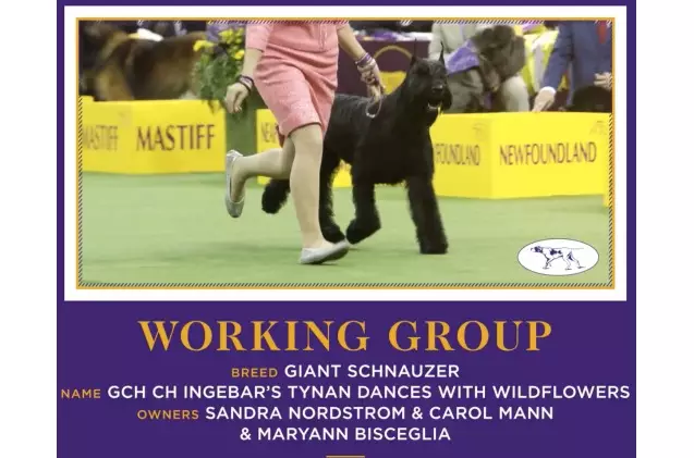 Ty de Giant Schnauzer wûn de wurkgroep op de Westminster Dog Show