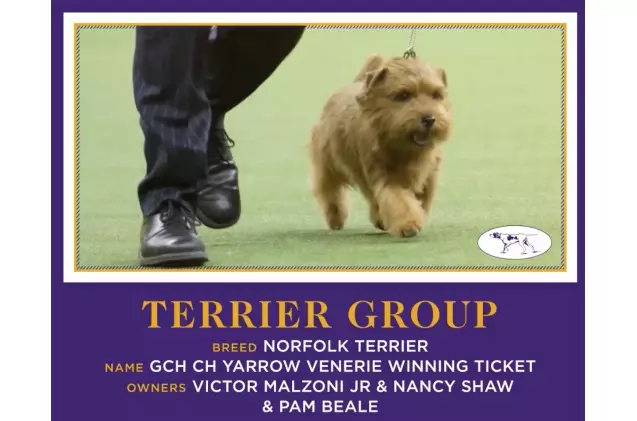 Winston de Norfolk Terrier wûn de Terrier Group op de hûneshow fan Westminster