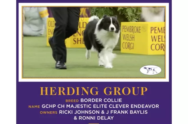 Border collie sabiħ ħa unuri fil-Herding Group f’Westminster's Dog Show