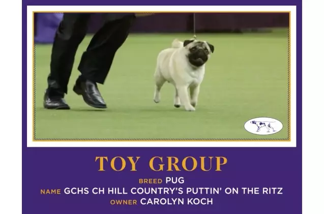 Seekor anak anjing yang comel memenangi Kumpulan Mainan di Westminster's Dog Show