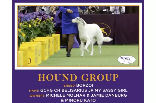 Borzoi ที่งดงามชนะกลุ่ม Hound ที่ Westminster Dog Show