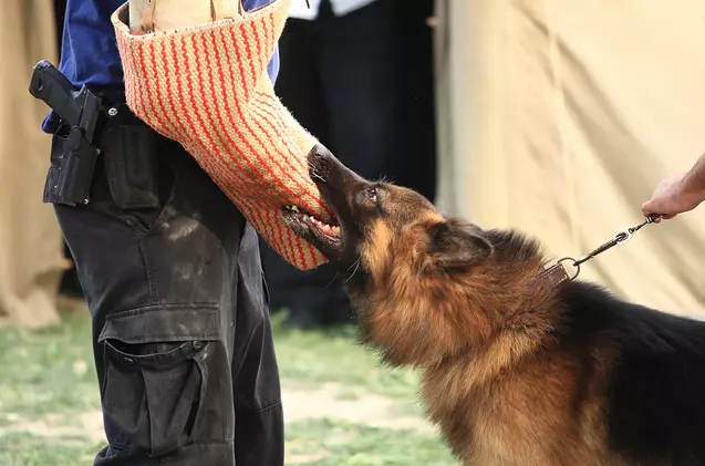 Що таке дресирування собак Schutzhund? 8909_1