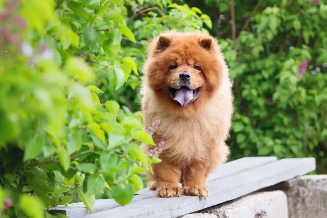 咬力最強的十大犬種 8933_9