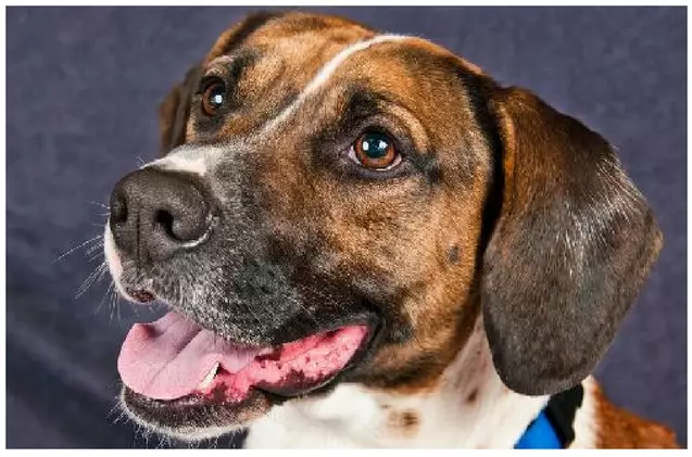 Adoptable Dog of the Week-Gimley 8950_1