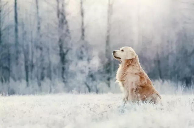 Golden Retrievers မှ ကင်ဆာသုတေသနသည် လူသားများတွင် ရောဂါအကြောင်း အလင်းပေးသည်။ 8996_1