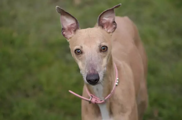 bêdeng-kûçik-breeds-whippet