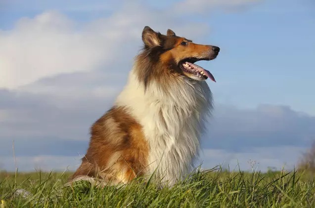 quiet-dog-breeds-collie