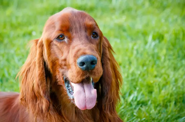 utulivu-mbwa-inazalisha-Irish-setter