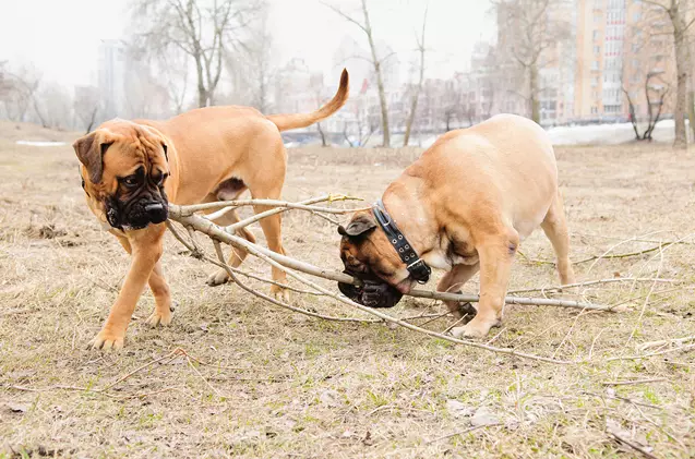 නිහඬ-සුනඛ-breeds-bullmastiff